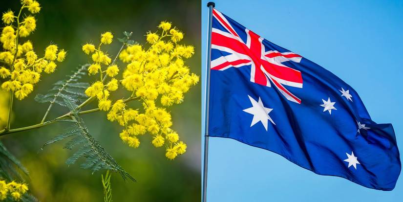 National Flowers: Create a Garden Worthy of the Olympics