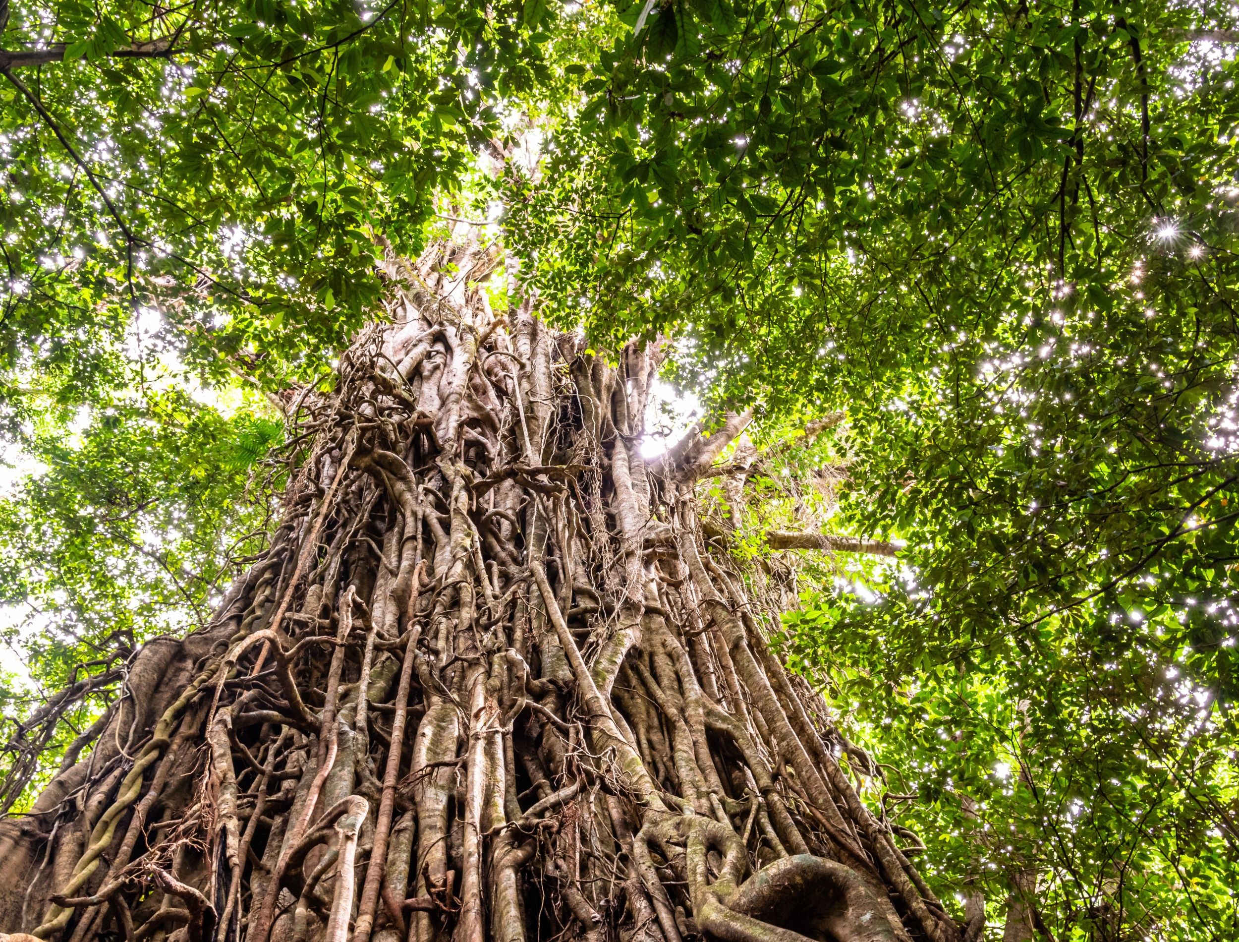 Strangler Fig: The Tree That Suffocates Other Plants