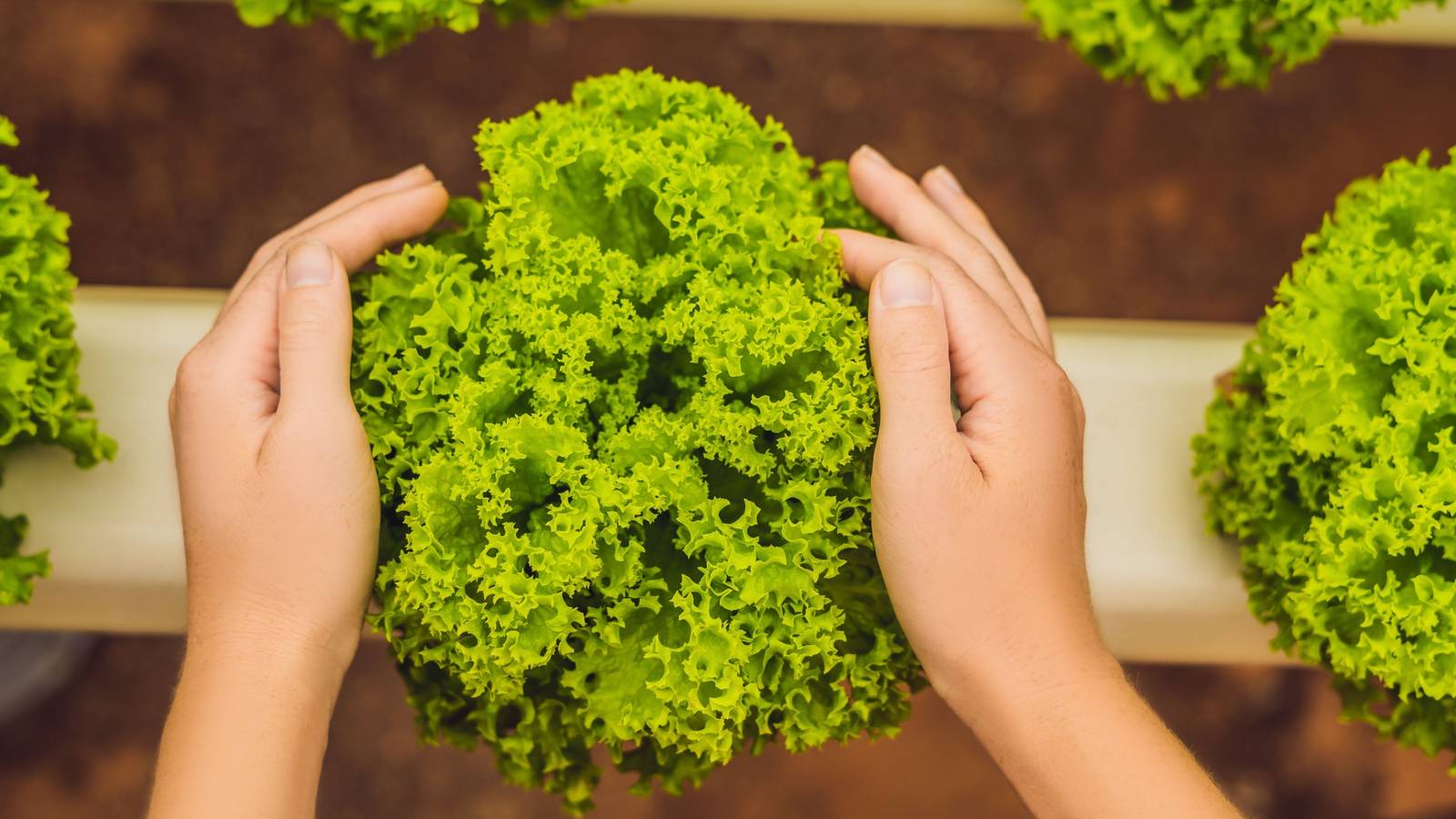 Revolutionize Your Garden: Growing Lettuce with Wastewater