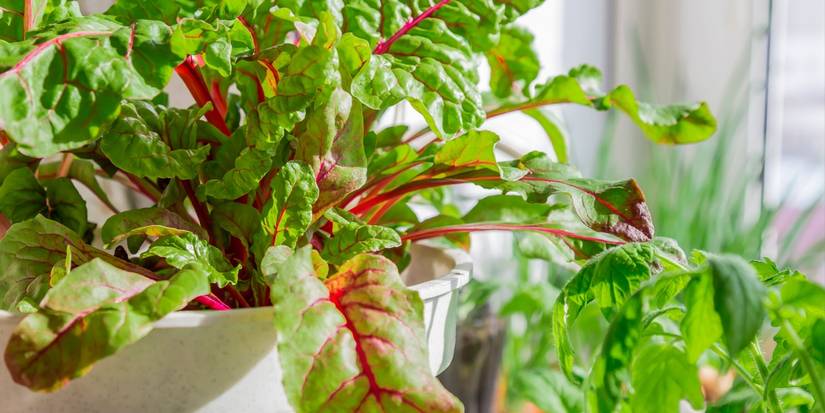 Container Gardening: 7 Vegetables Perfect for Patio Pots