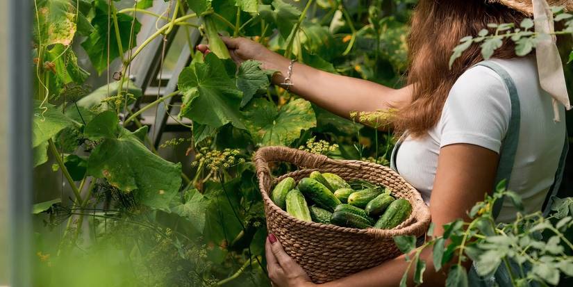 7 Garden Plants Perfect for August Growing