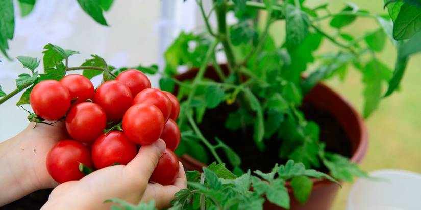 Harvest and Feast: Five Fresh Garden Picks That Upgrade Your Picnic