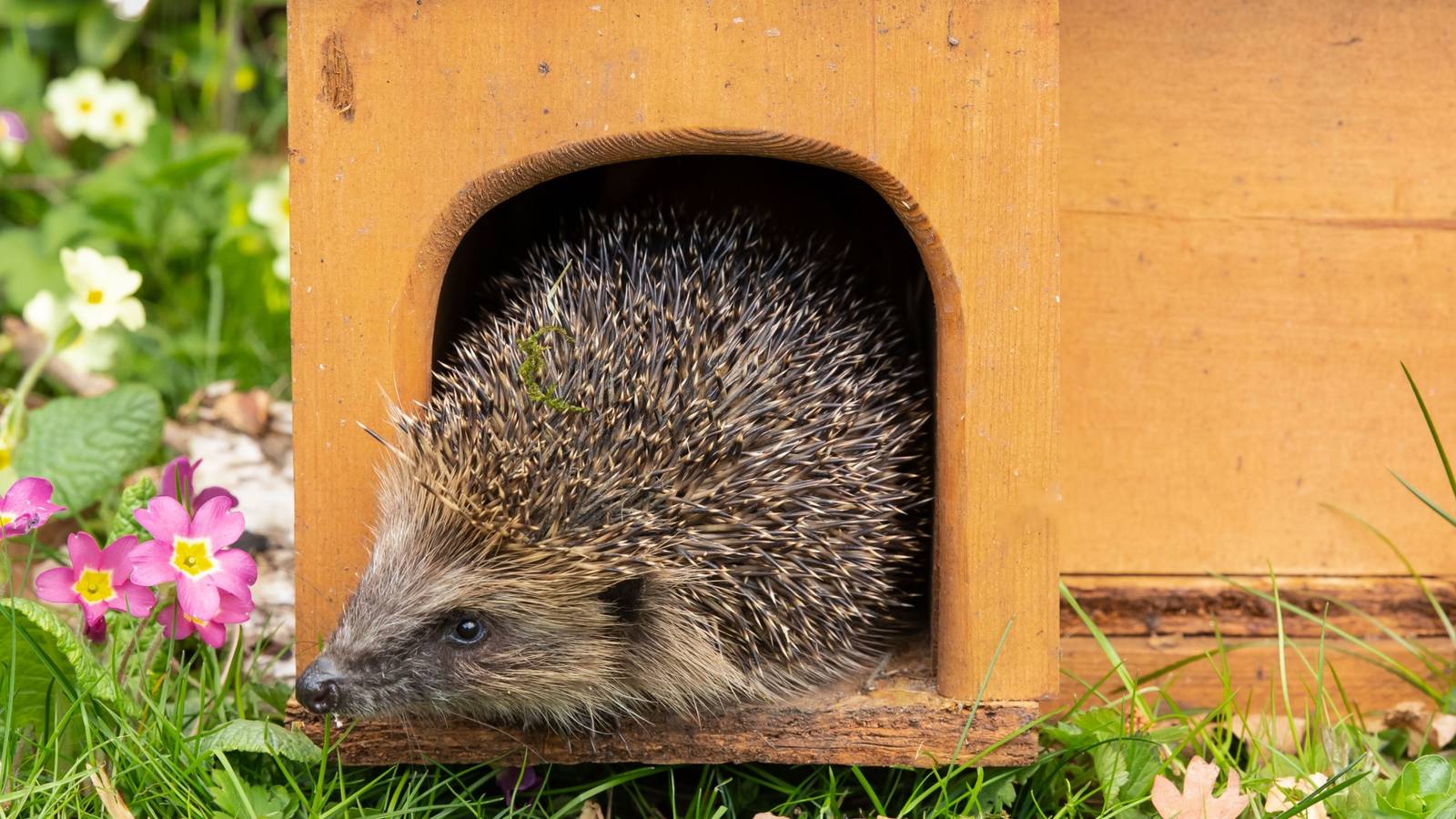 Learn How to Create a Solid Hedgehog Habitat in Your Garden