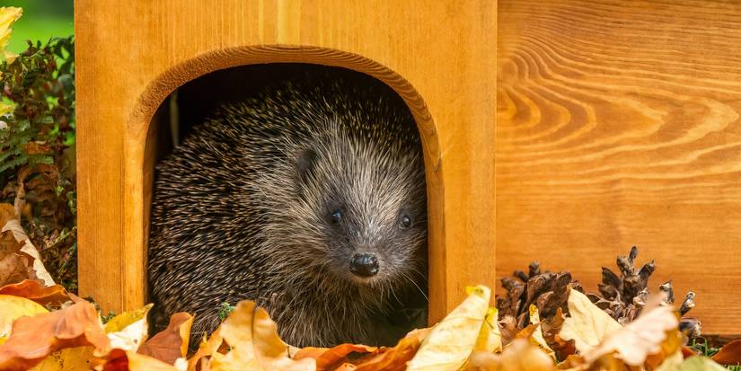 Learn How to Create a Solid Hedgehog Habitat in Your Garden