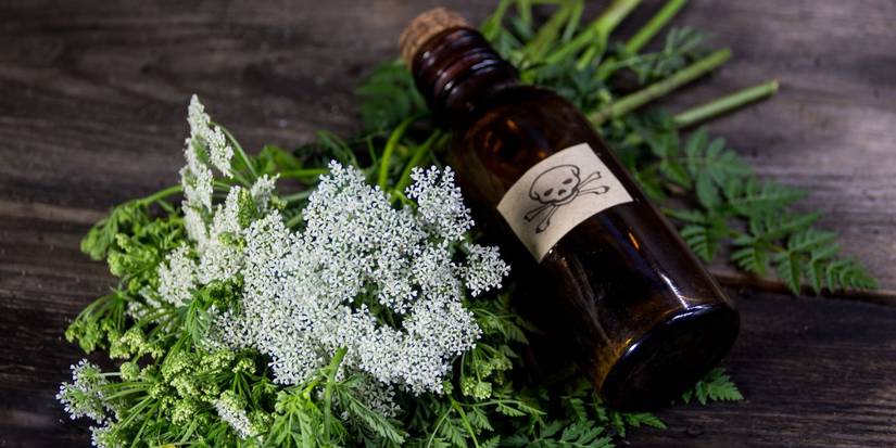 How to Identify and Remove Poison Hemlock in Tennessee Safely