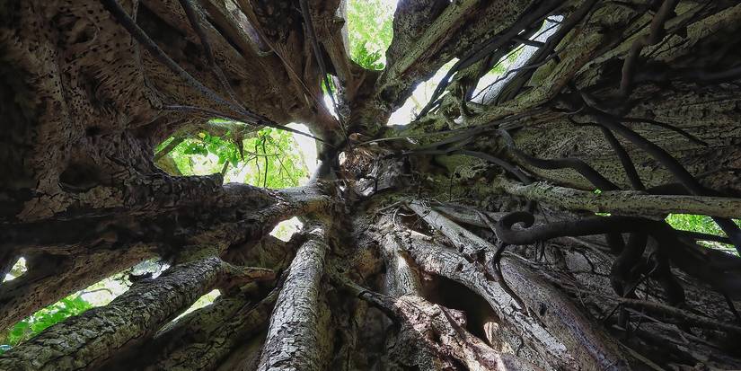 Strangler Fig: The Tree That Suffocates Other Plants