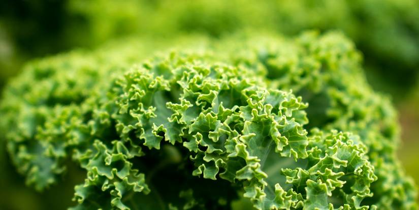 Which Vegetables Should You Plant in July?