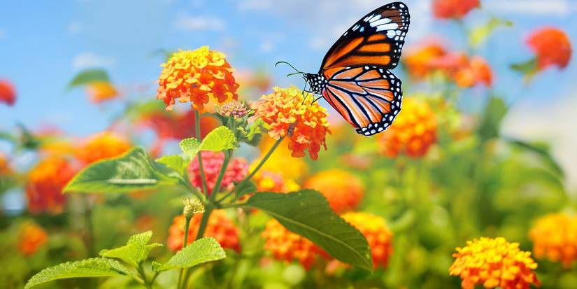 Feed Your Butterflies: 6 Ways to Grow a Thriving Insect Garden