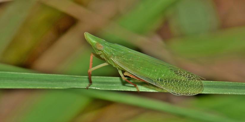 How to Identify and Control Leafhoppers in Your Garden
