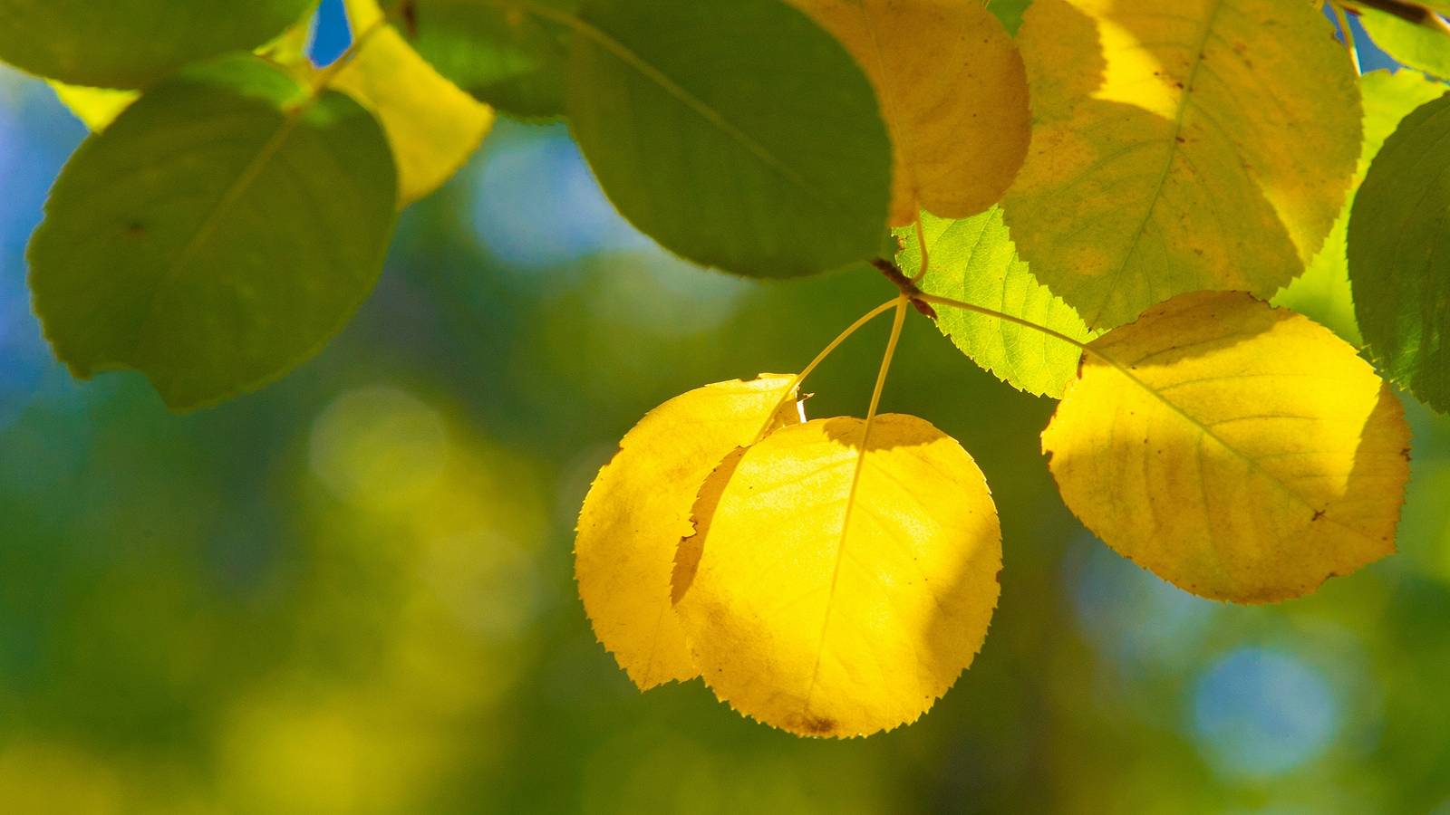 Natural Wonder: Transforming Leaves Into Art