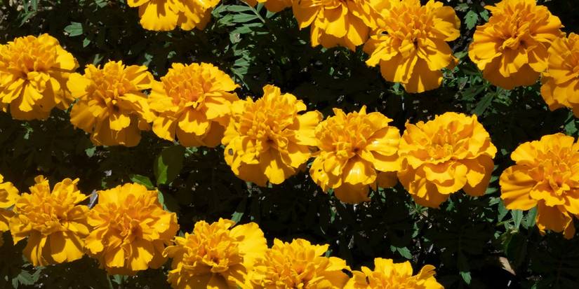 5 Resilient Annual Flowers Perfect for Windy Weather