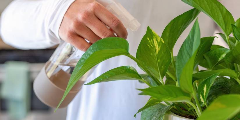 Cold-Tolerant Houseplants That Thrive in Low Light All Winter