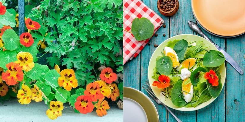 How to Elevate Your Easter Desserts With Edible Flowers