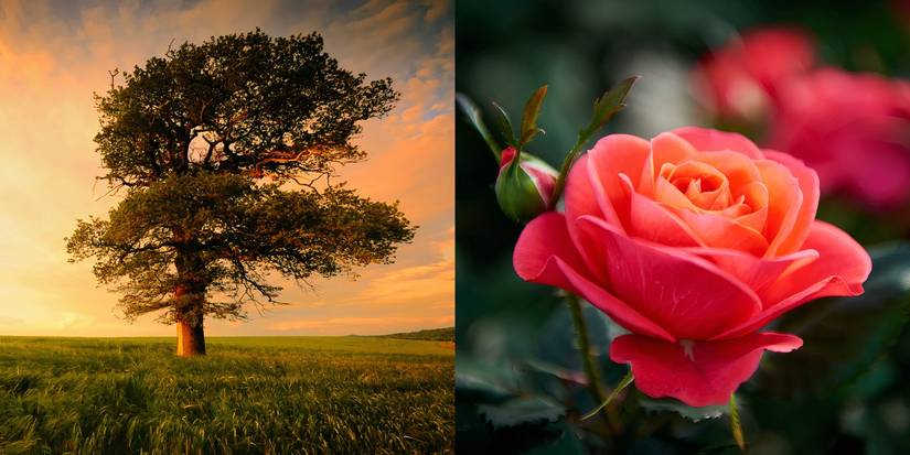 Oak Trees and Roses: Learning About America's National Plants