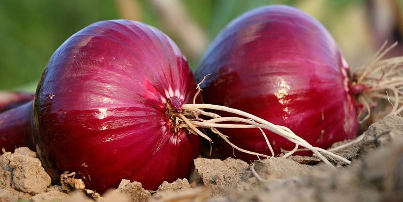 Cure your Vegetables Before Storing: 7 Steps