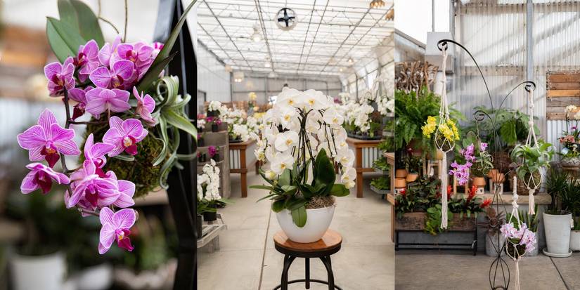Learn How To Care for Orchids From an Expert