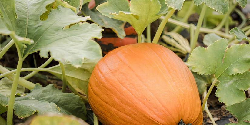 How to Save Pumpkin Seeds for Replanting in Your Garden