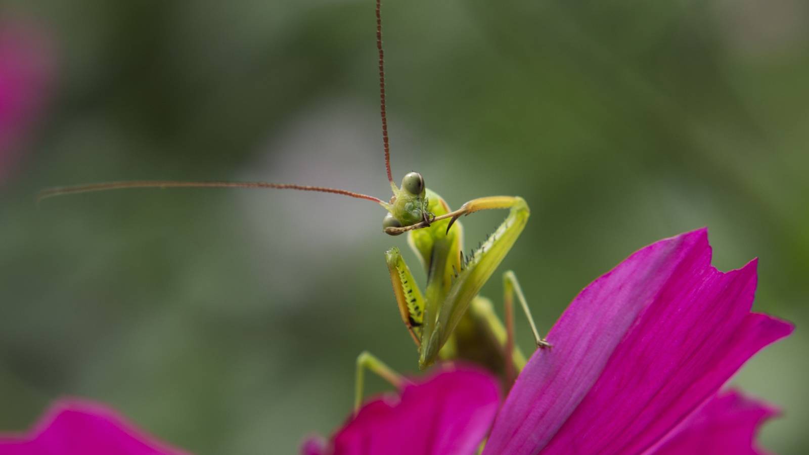 8 Garden Bugs That Are Actually Beneficial
