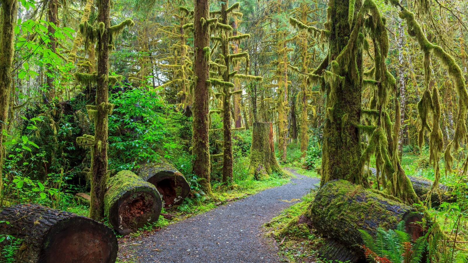 How to Design a Vibrant Forest Backyard