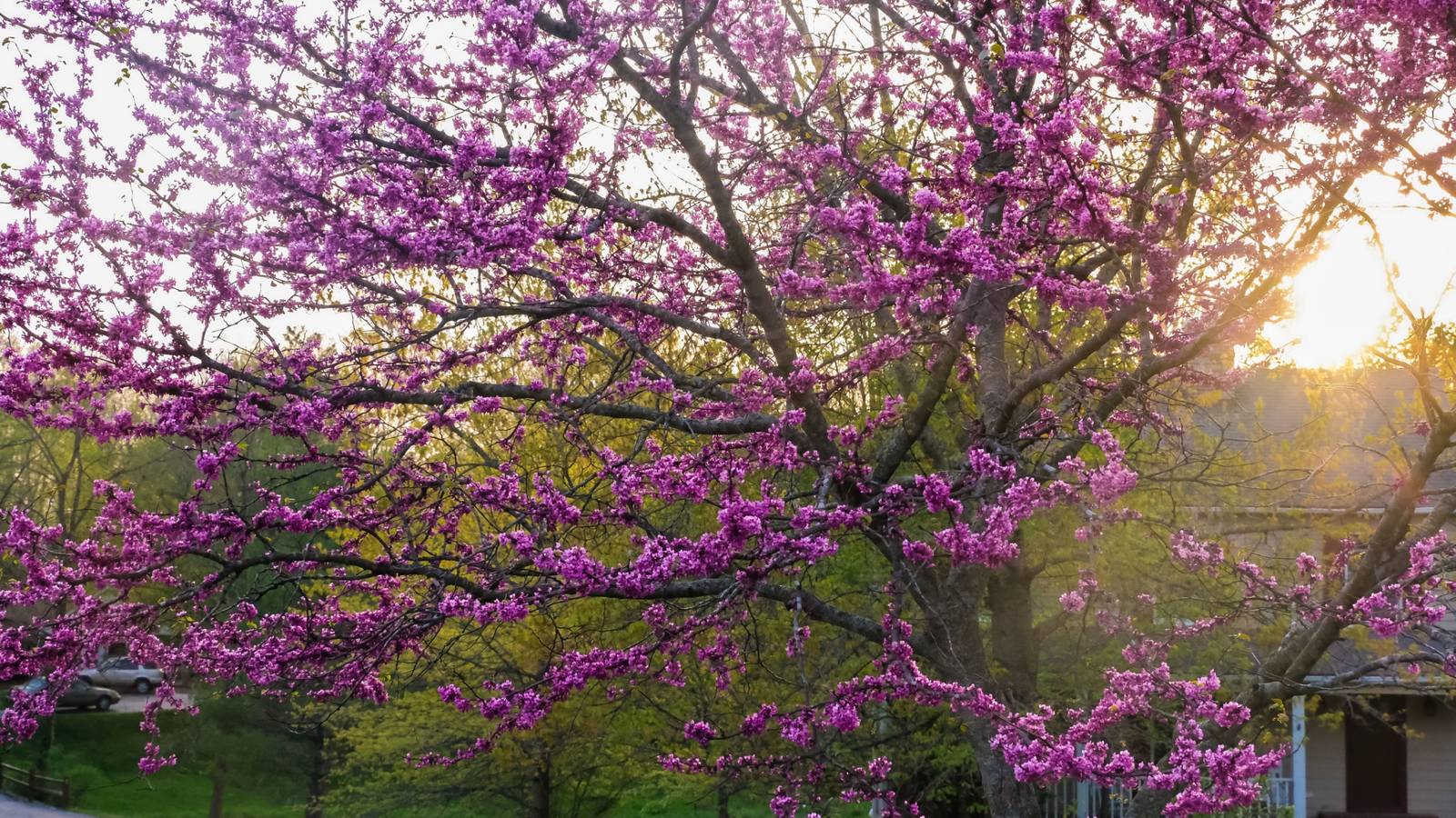 7 Stunning Plants to Create Eye-Catching Garden Focal Points