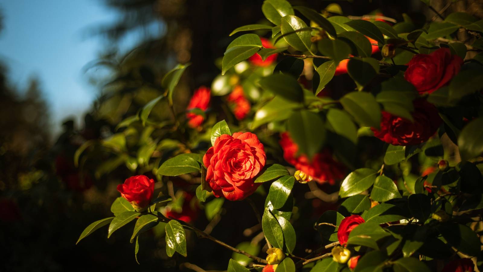 Oak Trees and Roses: Learning About America's National Plants