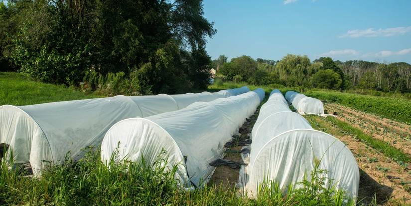 Succession Planting Tips to Extend Your Garden’s Growing Season