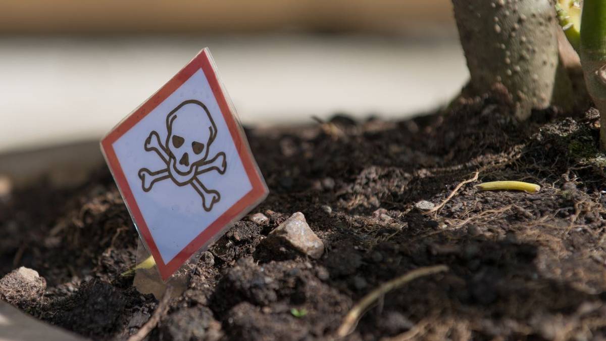 The Deadly Dangers in England's Famous Poison Garden