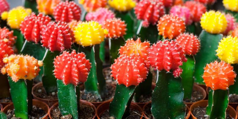 how to color cactus