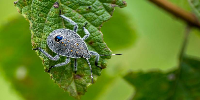 Protecting Your Garden from Stink Bugs