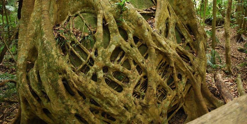 Strangler Fig: The Tree That Suffocates Other Plants