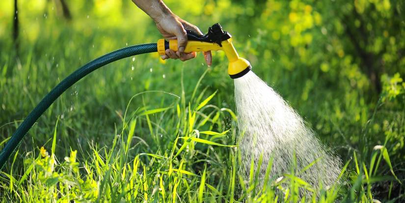 The Benefits and Best Practices for Thinning Ground Covers