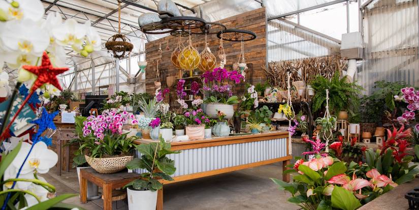 How to Discover and Care for Your Favorite Flower