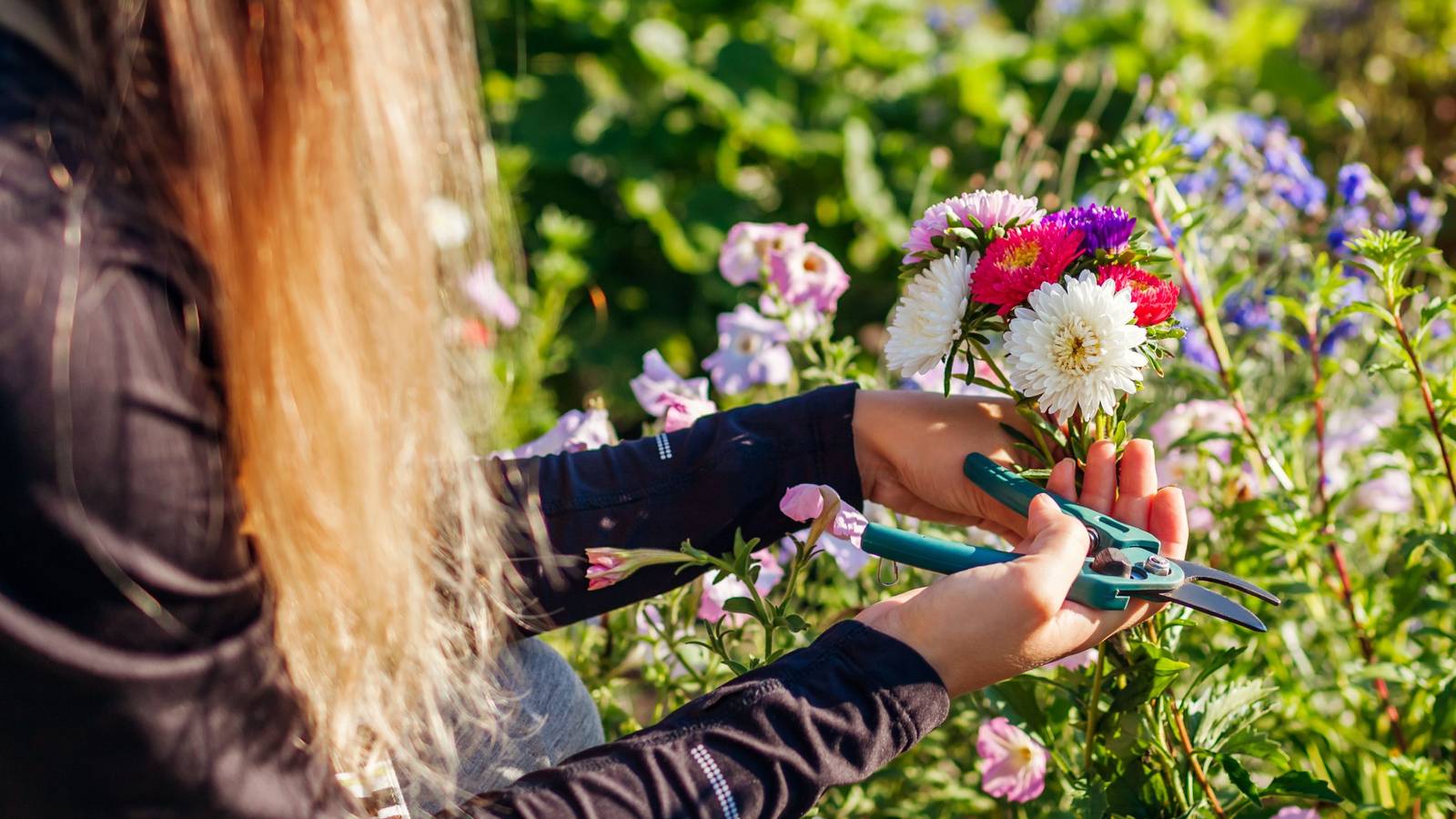 Essential Tips for Taking Softwood Cuttings in July