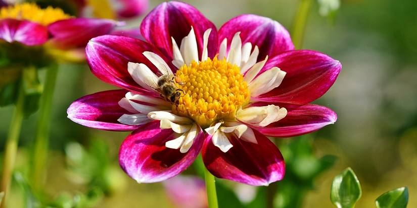 Zinnias in Space: How Flowers Paved the Way for Future Space Farming