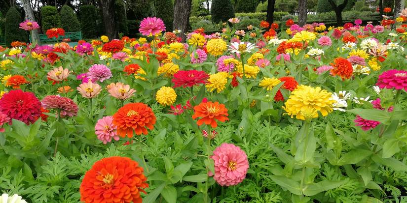 Zinnias in Space: How Flowers Paved the Way for Future Space Farming