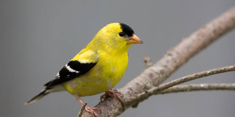 Autumn Birds: Learn How To Attract 6 Fall Birds To Your Backyard