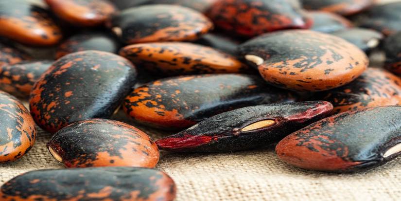 A Comprehensive Guide to Drying Garden Beans