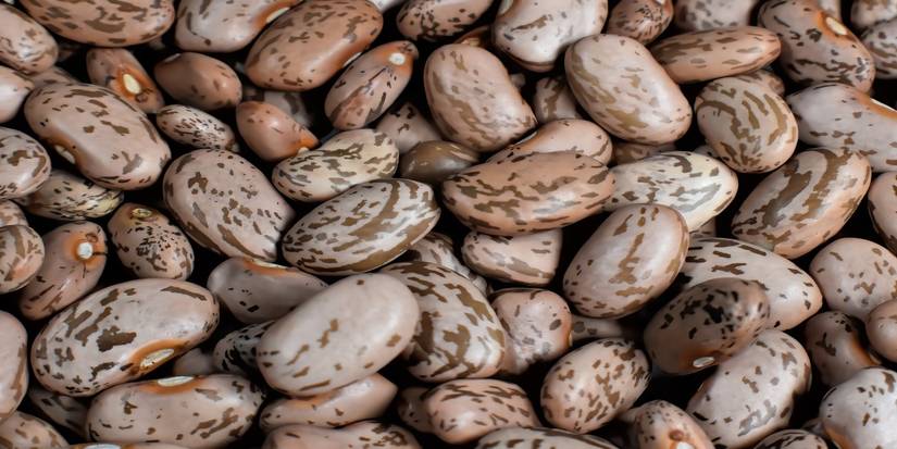 A Comprehensive Guide to Drying Garden Beans