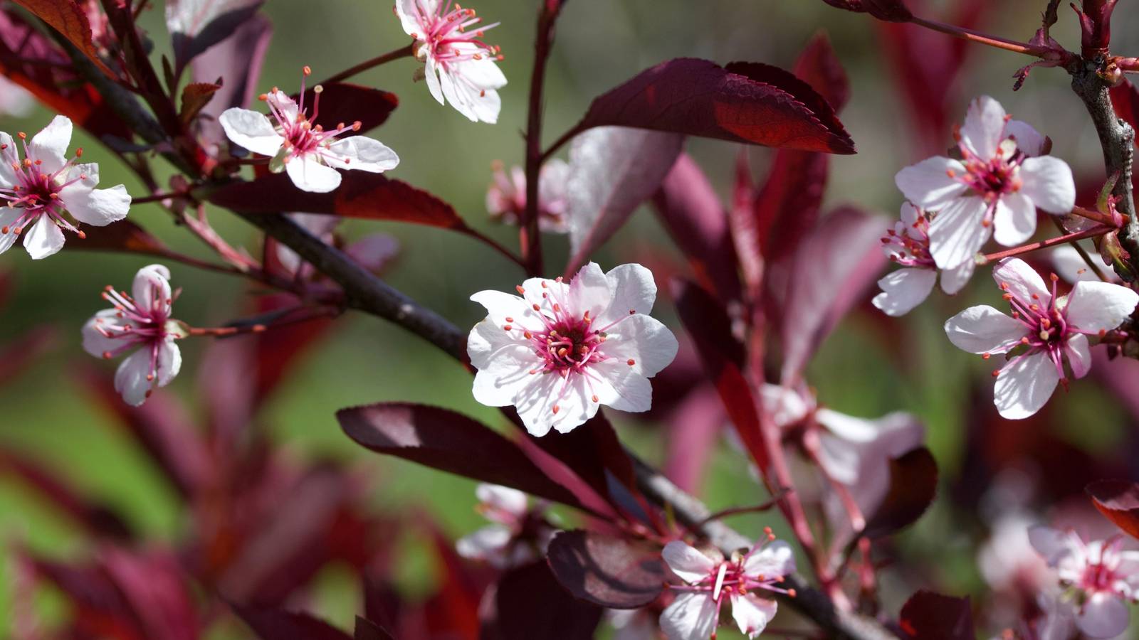 Transform Your Garden with Stunning Wine Red Flowers