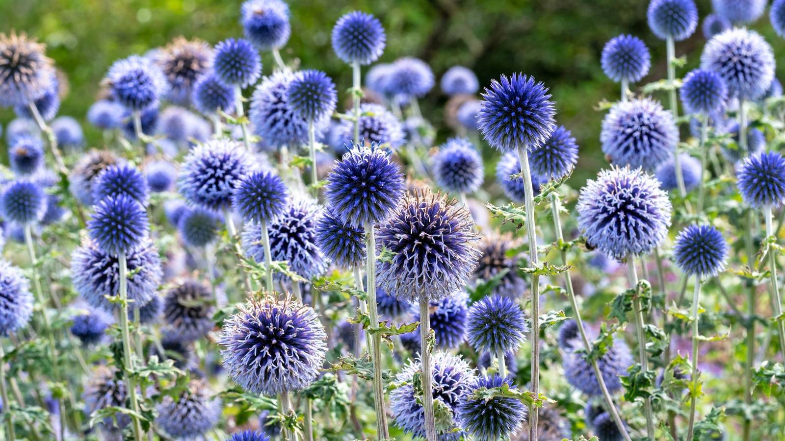 Add Plants With Texture To Your Garden or Bouquets for a Sensory Experience