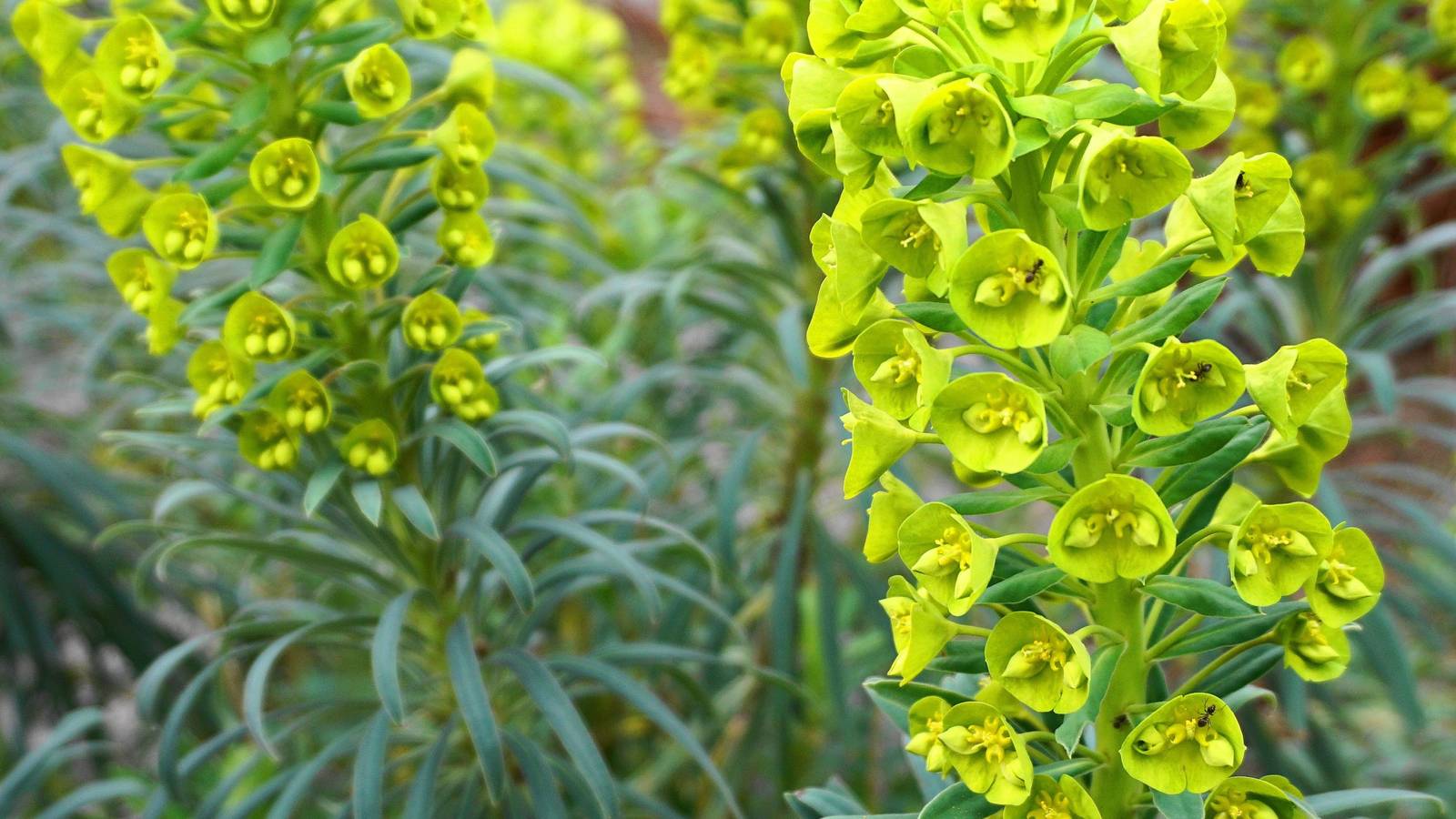 6 Garden Flowers With Rare Colors To Add To Your Garden