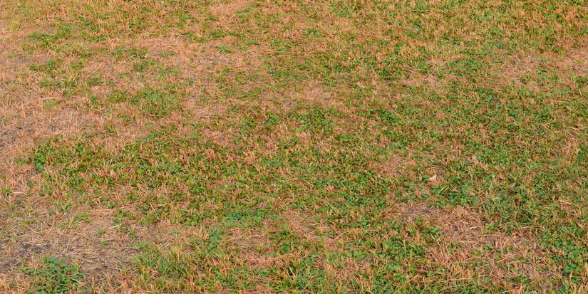 Discover 5 Lawn Diseases That Double as Nightmare Fuel