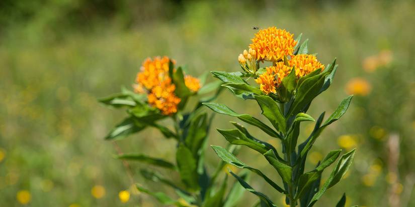 Spring Garden Stars: Top Wildflowers for May Planting