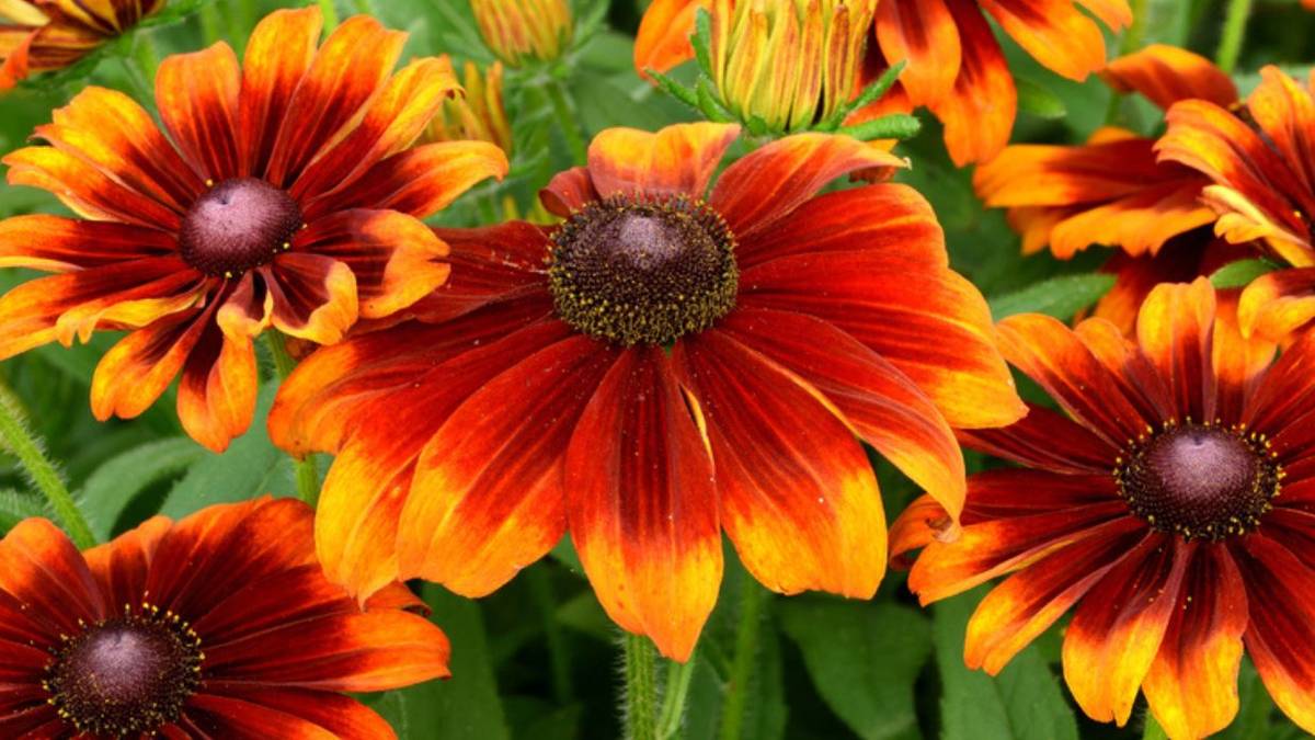5 Orange Flowers That Will Brighten Up Your Backyard Garden