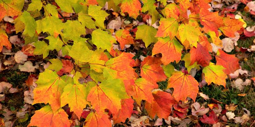 Plant Trees With Colorful Leaves and Watch the Leaves Change Colors