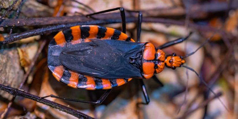 Kissing Bugs: Garden Pests That Bring Disease