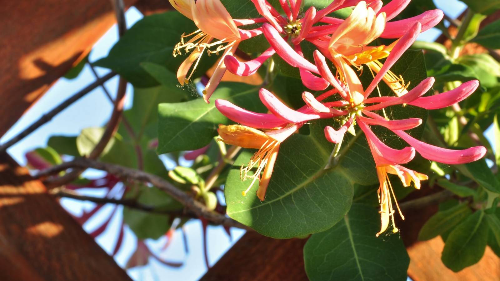 8 Creeping Vines Perfect for Screen Fences