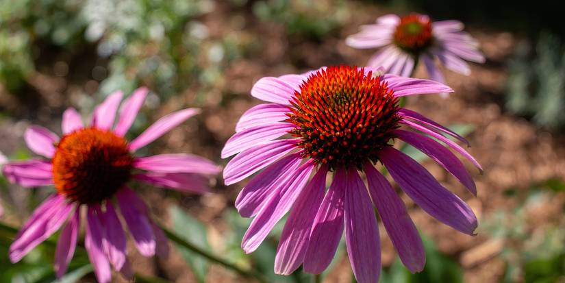 5 Stunning Perennials That Thrive in Small Gardens