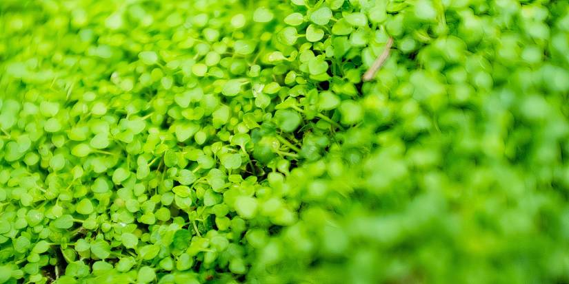 Walkable Groundcovers That Add Beauty and Reduce Lawn Upkeep