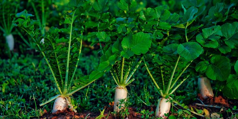 Rejuvenate Your Garden Soil with These 8 Effective Plants